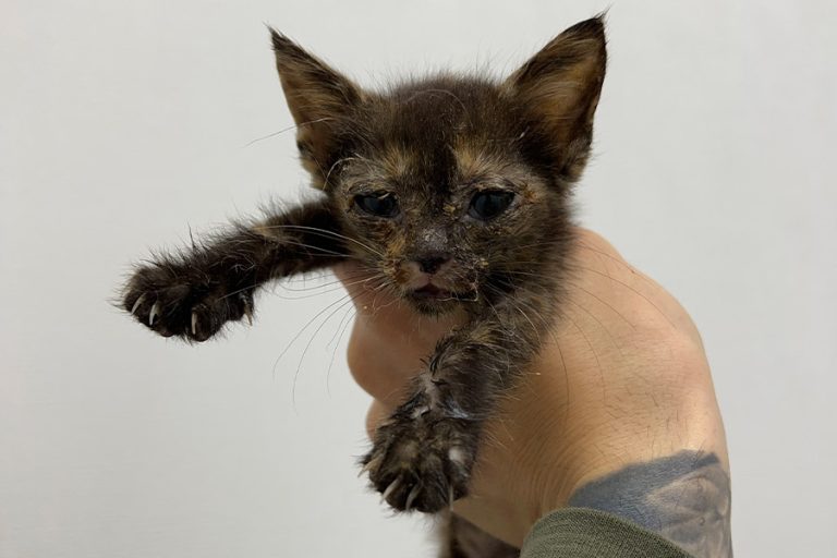 秋の始まりと一緒に命が助かった子猫、あきなちゃん - アニマルフォレスト