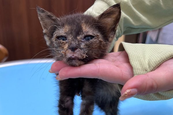 秋の始まりと一緒に命が助かった子猫、あきなちゃん - アニマルフォレスト