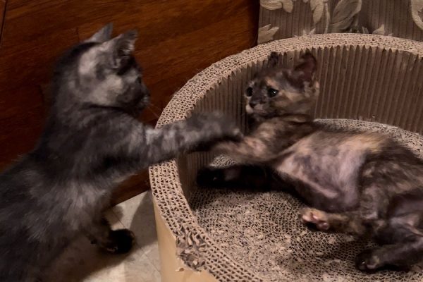 秋の始まりと一緒に命が助かった子猫、あきなちゃん - アニマルフォレスト