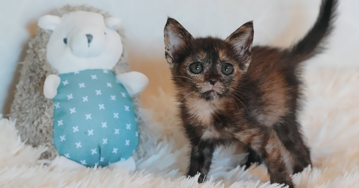 秋の始まりと一緒に命が助かった子猫、あきなちゃん - アニマルフォレスト